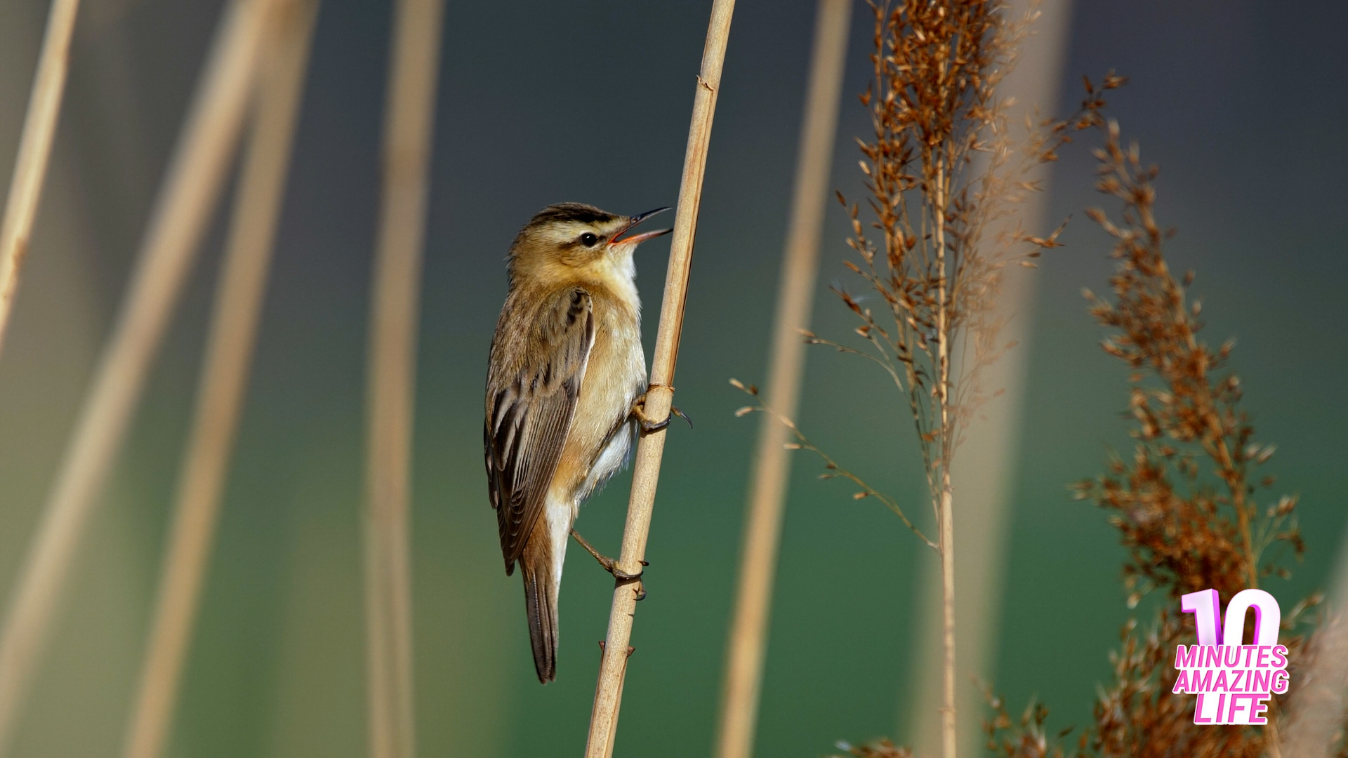 Sedge Warbler Bird Singing on Reed