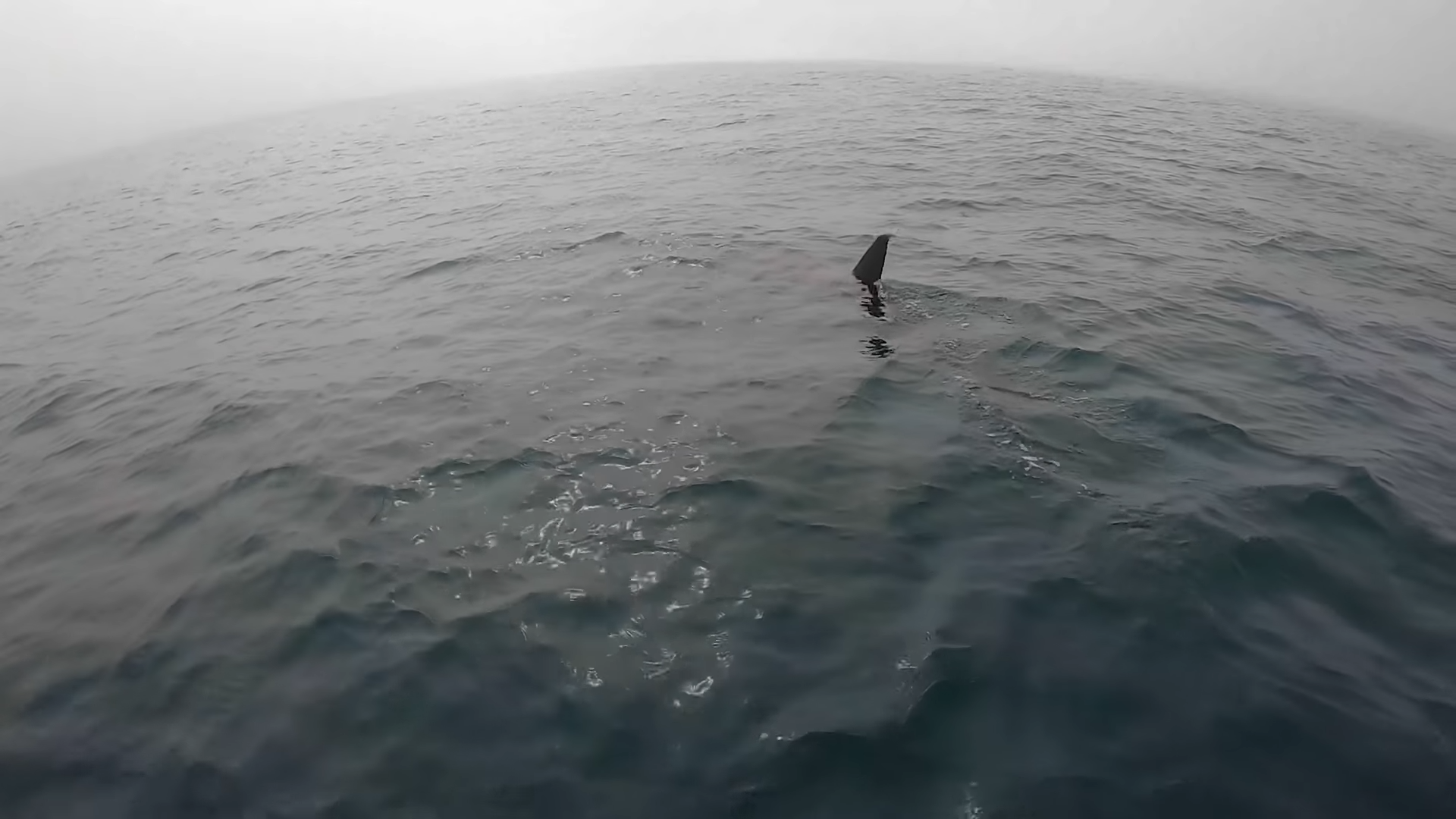 The Biggest Hammerhead Shark Caught On Camera