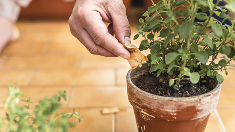 Don't Toss Those Used Tea Bags! Repurpose Them Like This Instead