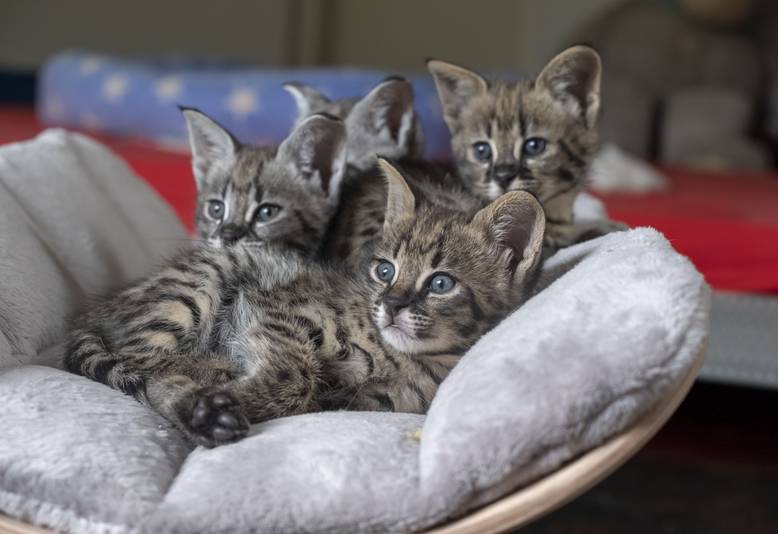 ‘Wild’ Cat Breeds That Make Great Pets