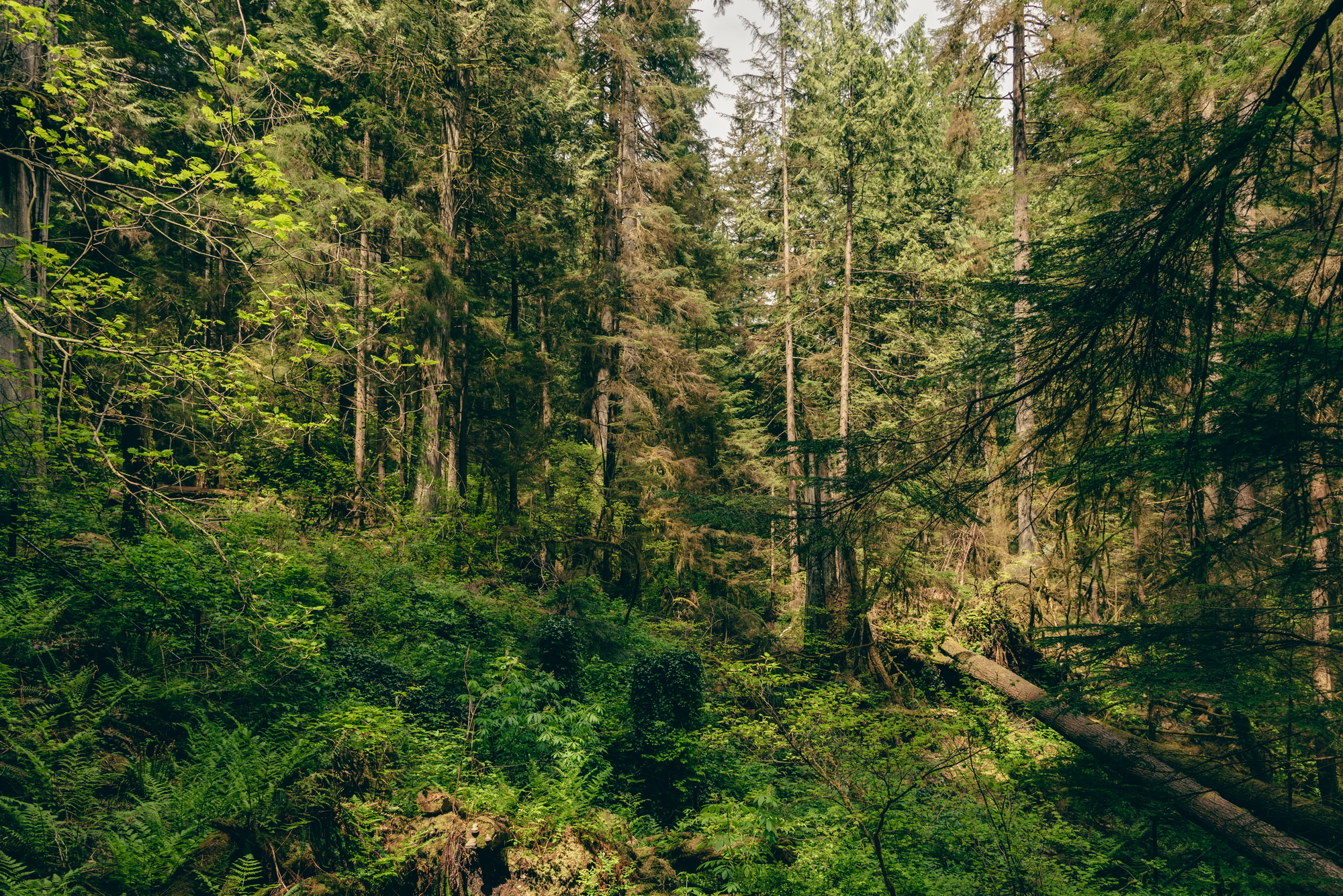 Canada’s Forest Coverage and Global Impact