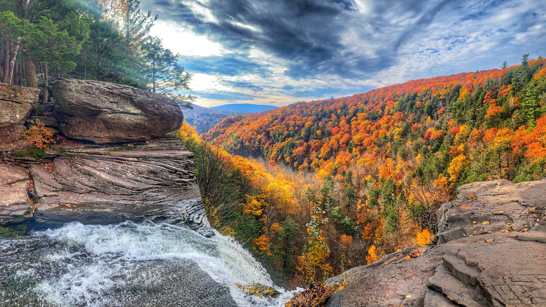 The Oldest Forests In The World Are All In The Same Region, And They're ...