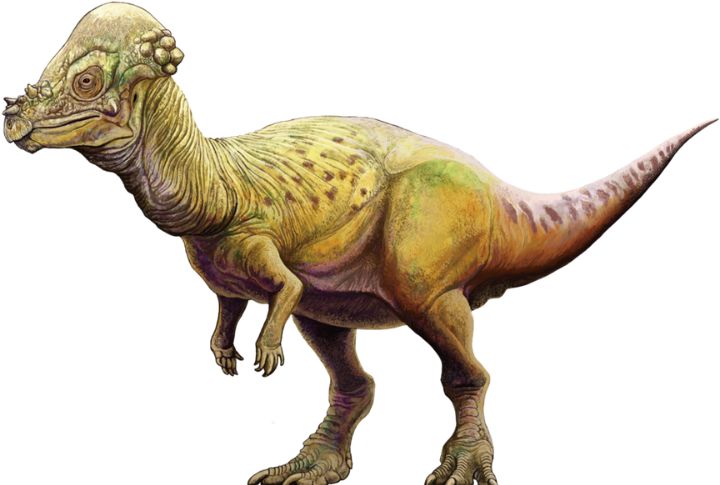 10 Facts About The Dinosaur Fossil Discovered In Mongolia's Desert