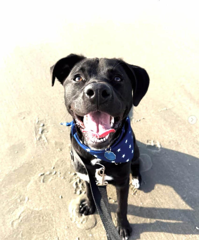 17 Black Dogs That Will Make Your Heart Melt