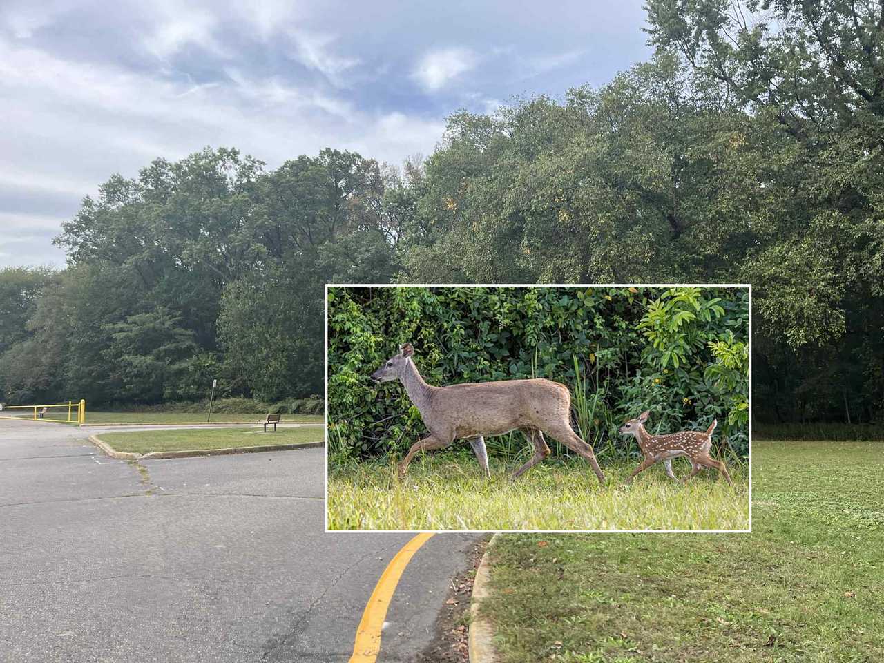 Stop Petting, Feeding The Deer: Officials Warn Of Safety Risks In Parks