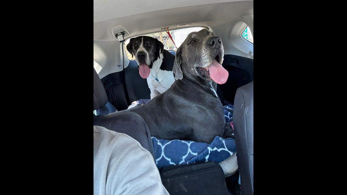‘Goofy' escape artist dog is up for adoption in FL. So is his ‘gentle ...