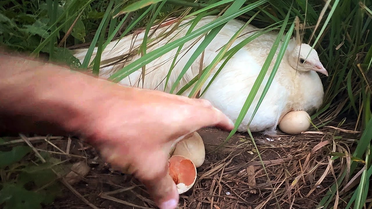 Our white peahen is hatching peacock eggs. Will they survive in the aviary?
