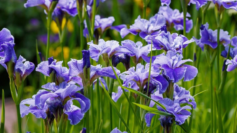 Why You Should Prune Irises In Fall For A Healthier Plant With More Blooms