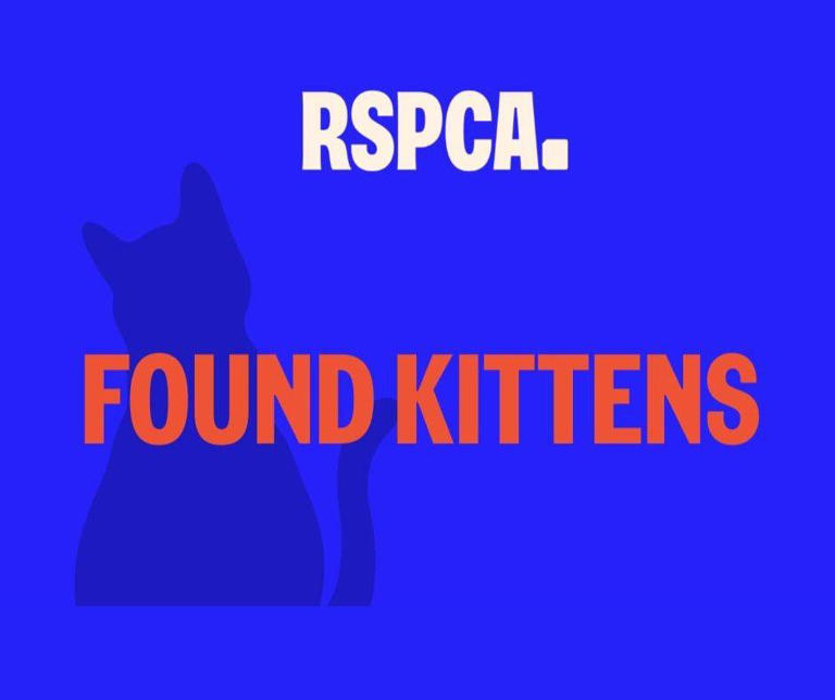 RSPCA urgently searching for owners of young kittens found hiding in ...