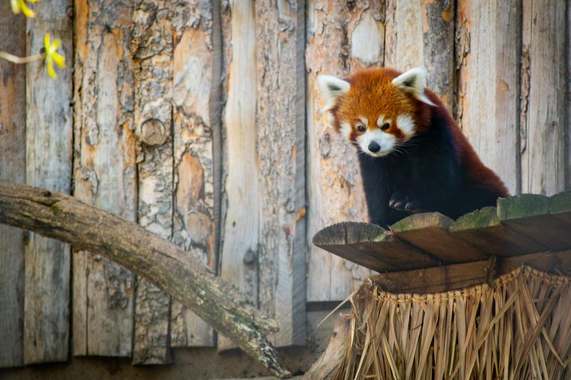 11 Amazing Animals That Look Like Raccoons