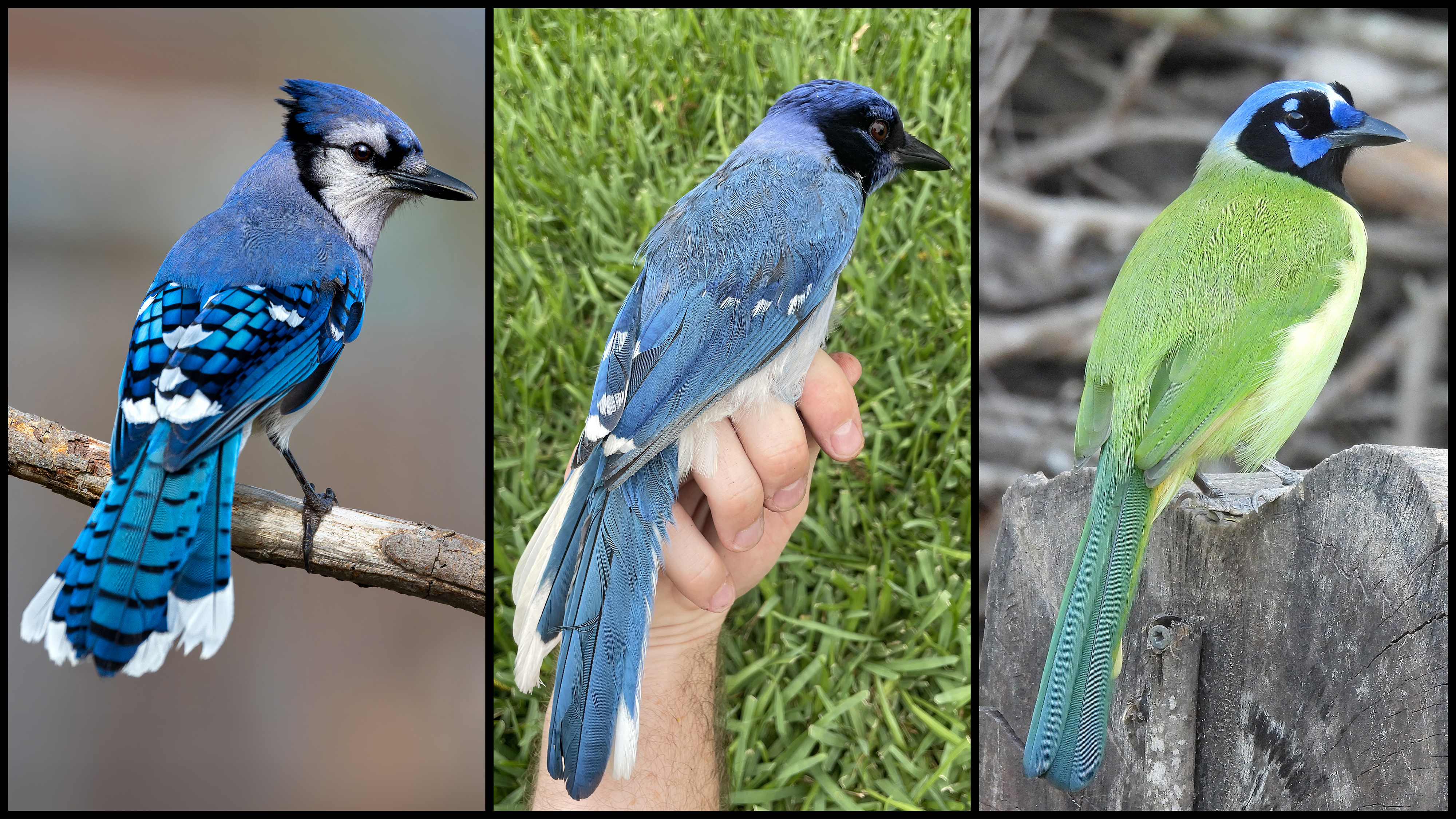 Rare colorful hybrid jay could be result of climate change, study finds