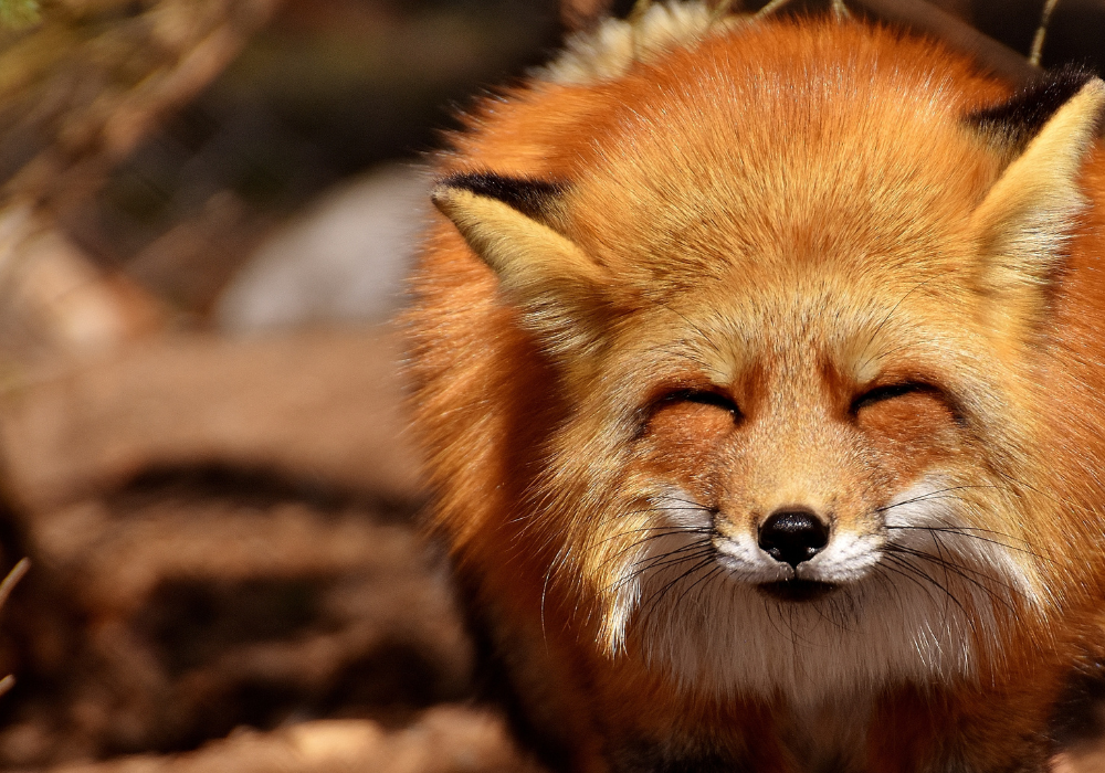 12 Strange Animal Behaviors That Still Baffle Scientists