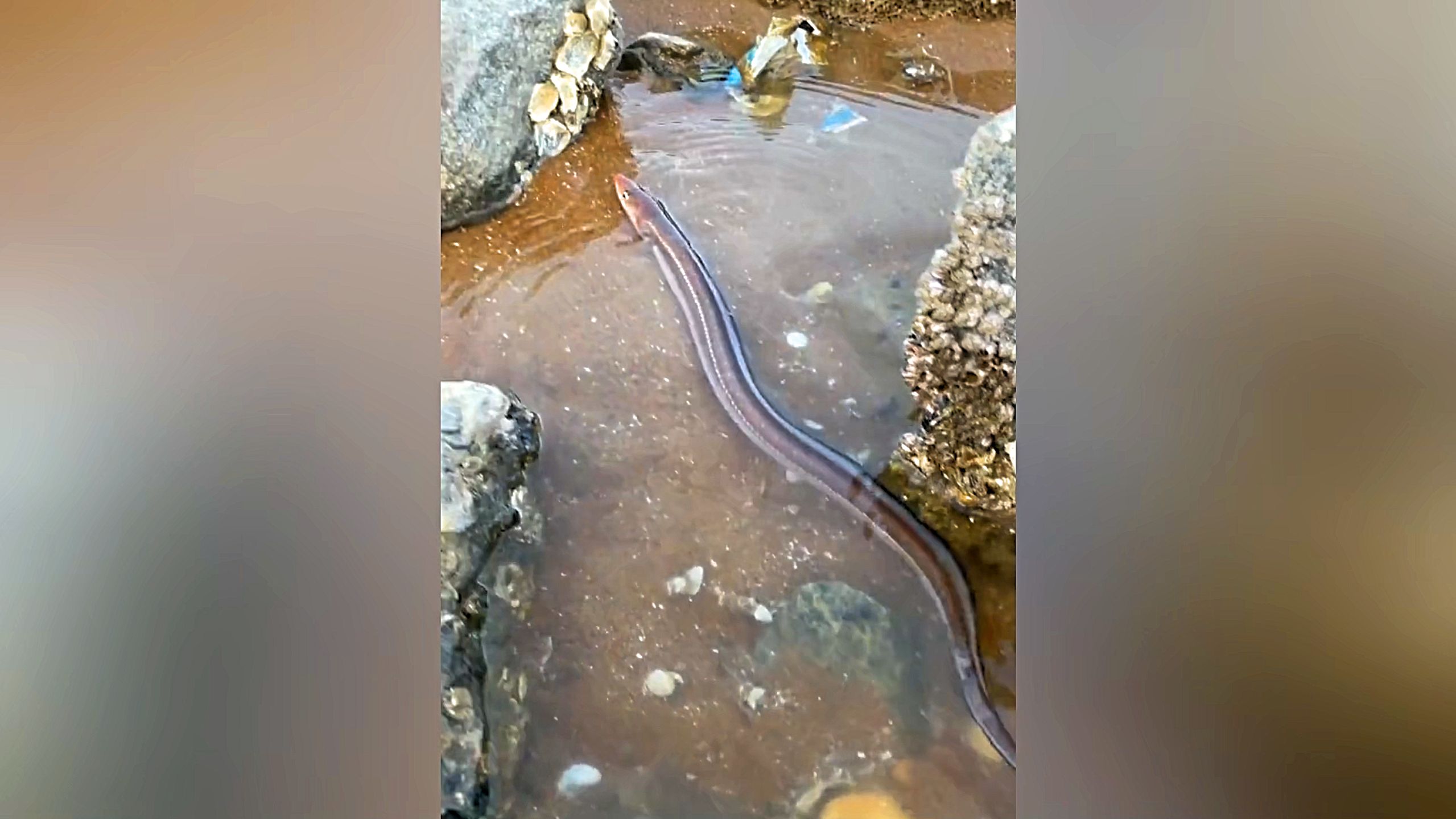 Zeeslang Probeerde te Ontsnappen maar Werd Gevangen door een Visser