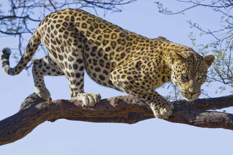 10 arboreal animals that spend their lives in trees