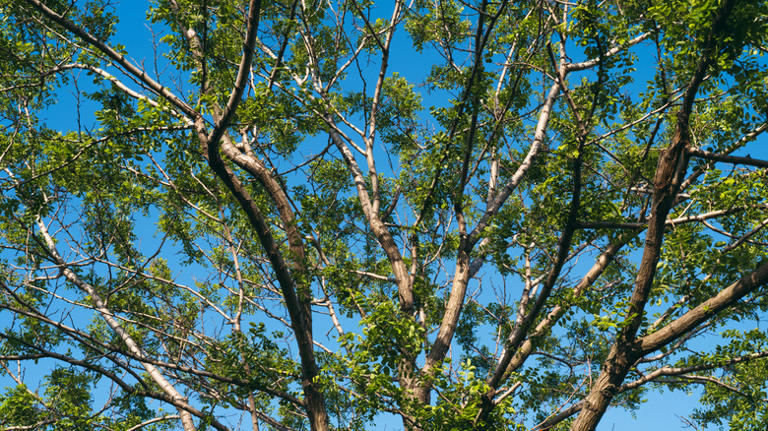 How To Protect Trees Against Emerald Ash Borer Using A DIY Solution