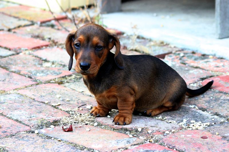 13 Things To Know Before Bringing Home A Mini Dachshund