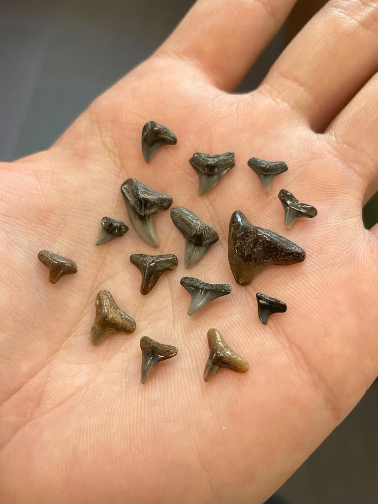 Calvert Cliffs Top Fossil Hotspot