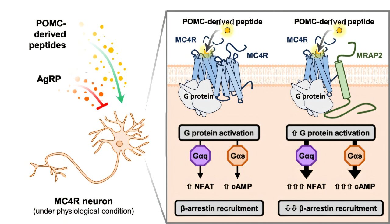 Key brain receptor mechanism for appetite and weight control uncovered