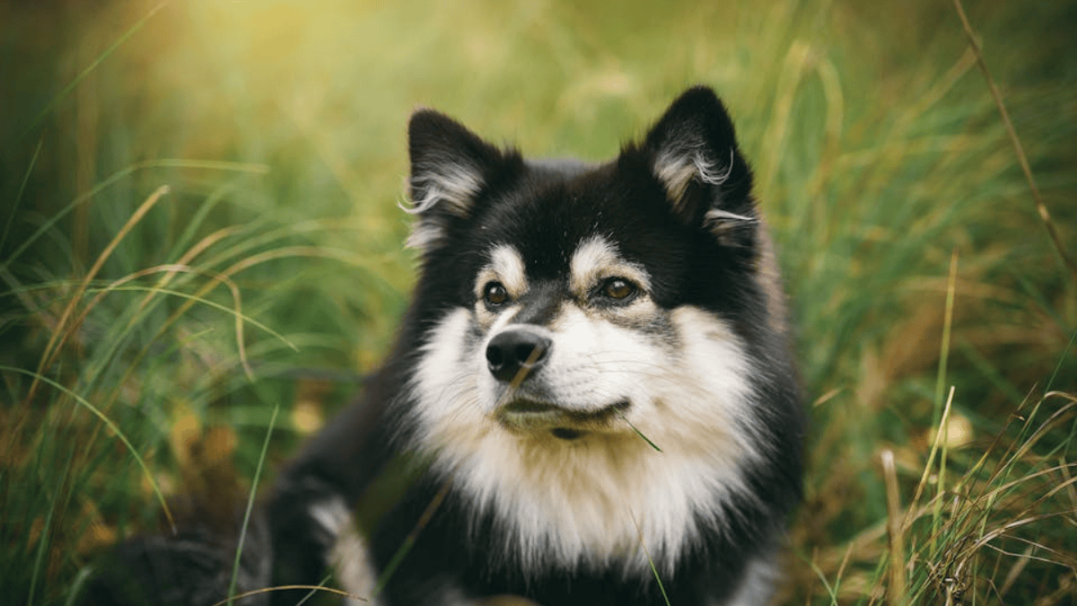 Más que cariño: 9 cosas que haces sin saber que tu perro interpreta ...