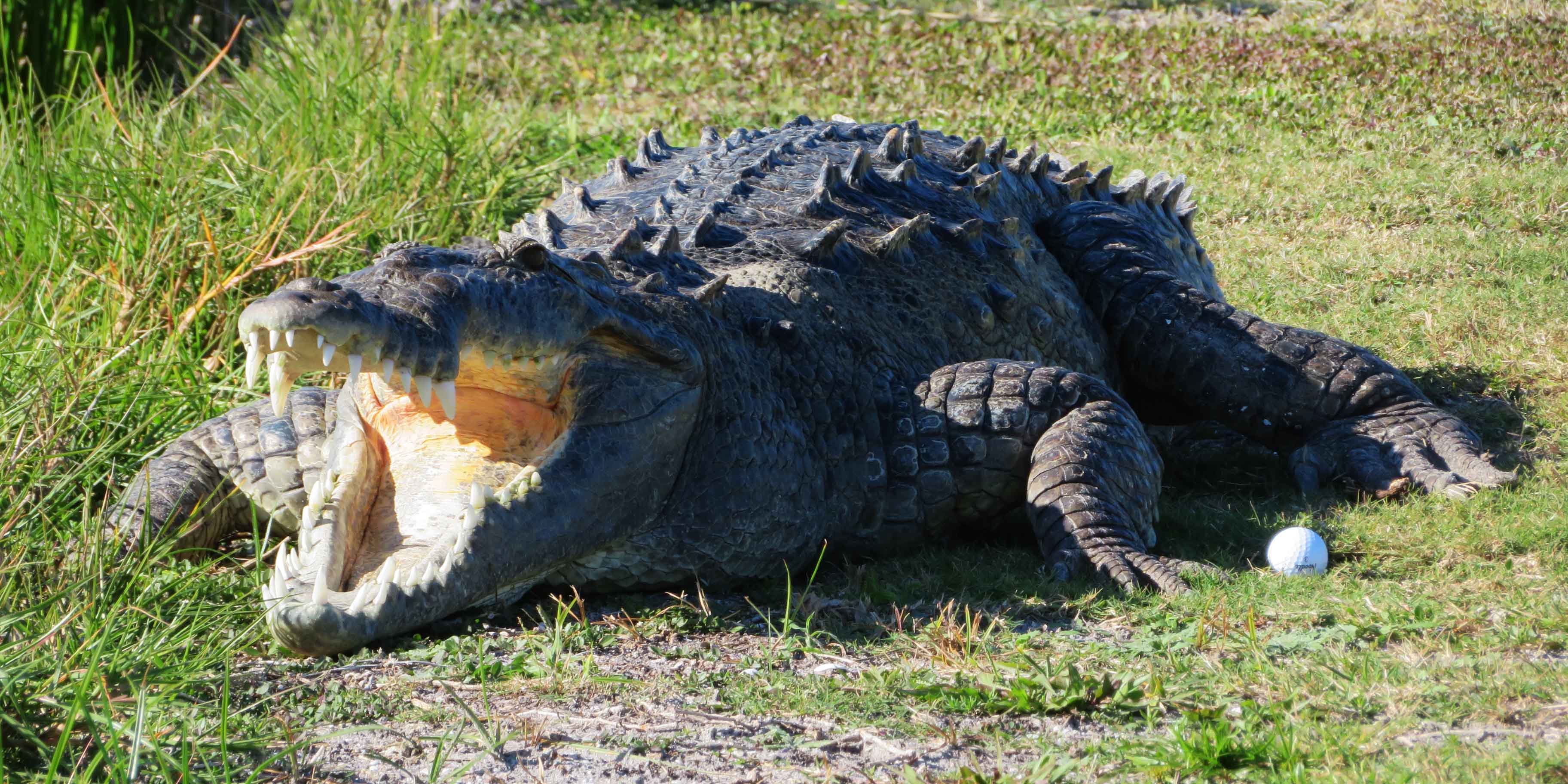 Florida golf course where rare crocodiles were recently spotted sold as ...