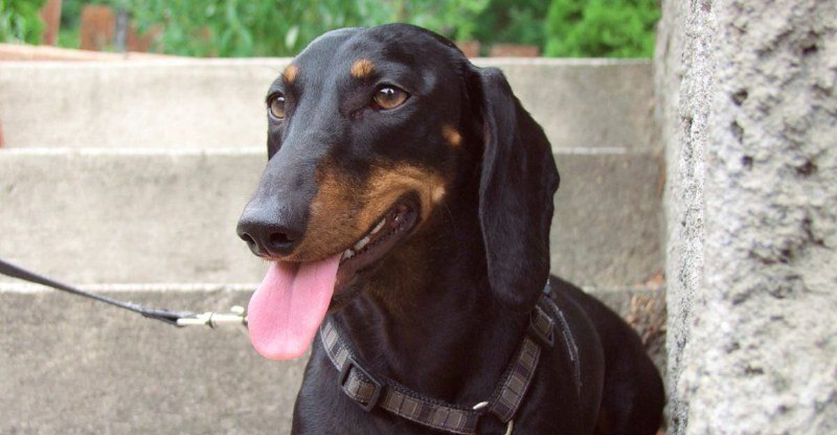 13 Things To Know Before Bringing Home A Mini Dachshund