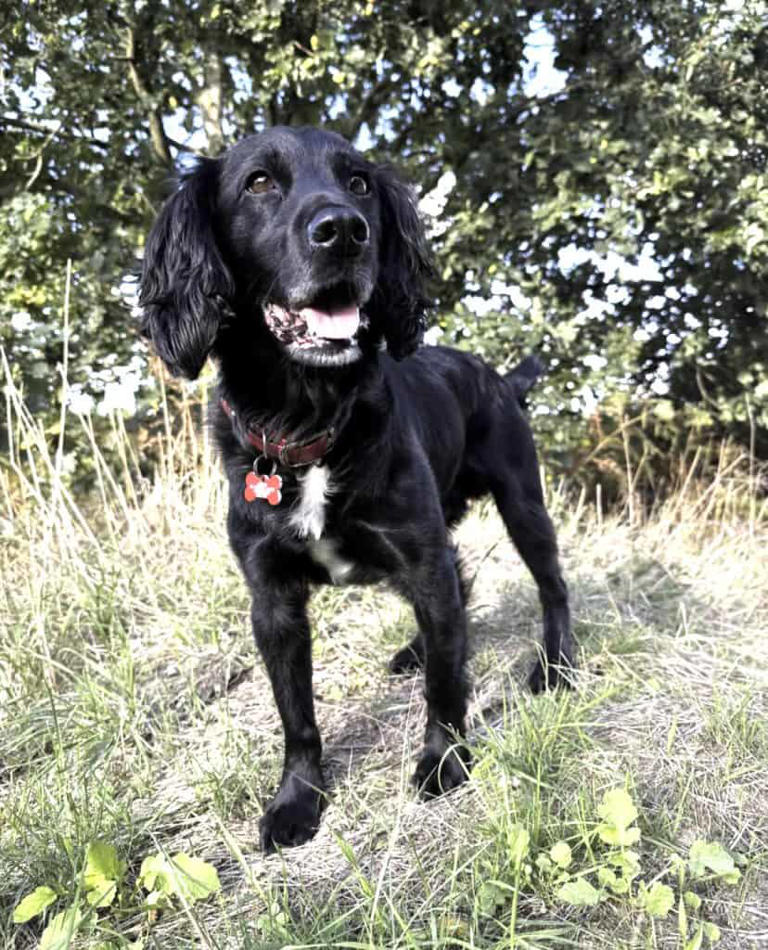 17 Black Dogs That Will Make Your Heart Melt