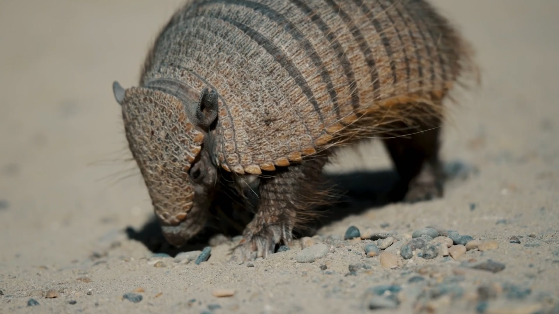 The Armadillo: Close-Up Footage of a Unique Armored Species