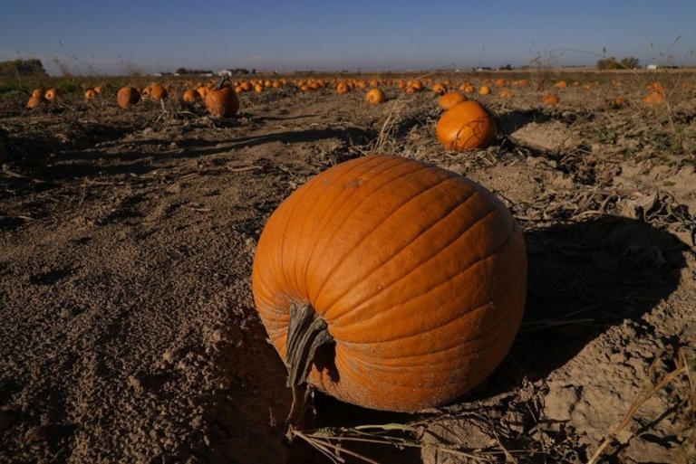 Your guide to the best local pumpkin patches