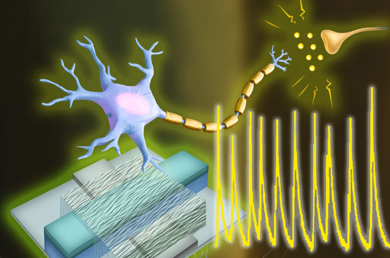 Engineers create first artificial neurons that could directly ...
