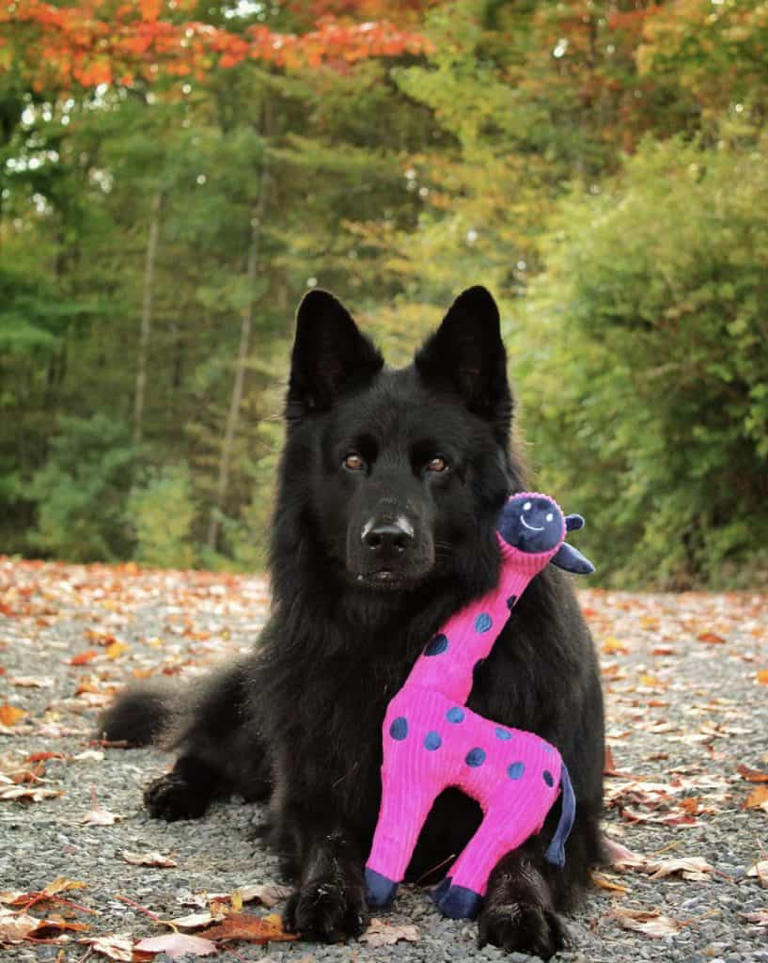 17 Black Dogs That Will Make Your Heart Melt