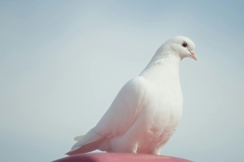 Amazing Animals With Sixth Senses