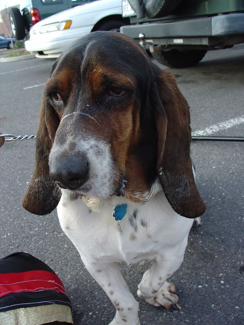 22 Dog Breeds That Enjoy Relaxed Walks More Than Intense Runs