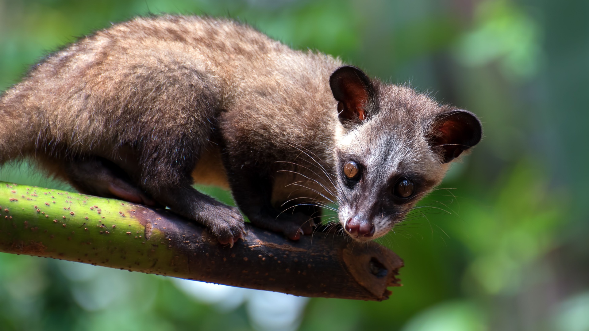 11 Amazing Animals That Look Like Raccoons
