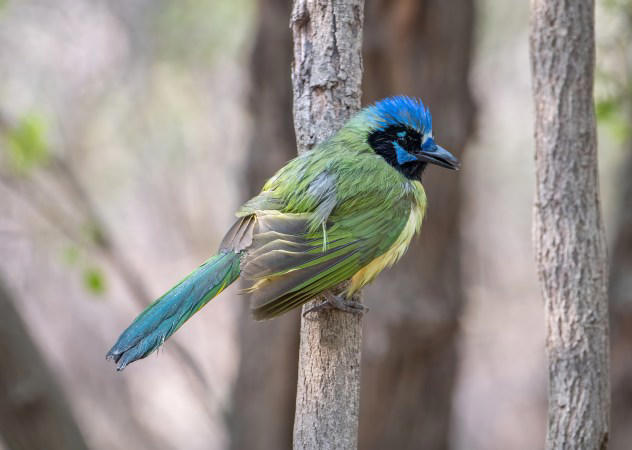 A rare Jay hybrid emerges in Texas: part green, part blue