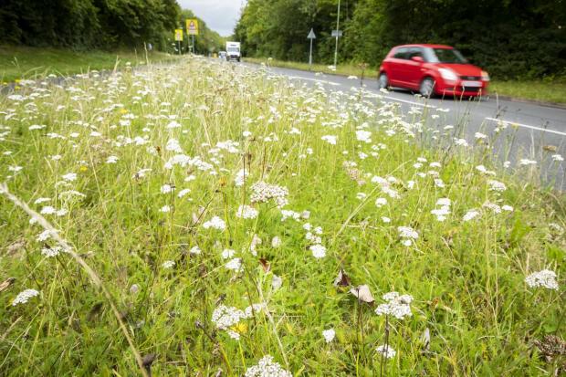 Basingstoke nature project boosts rare plants and insects