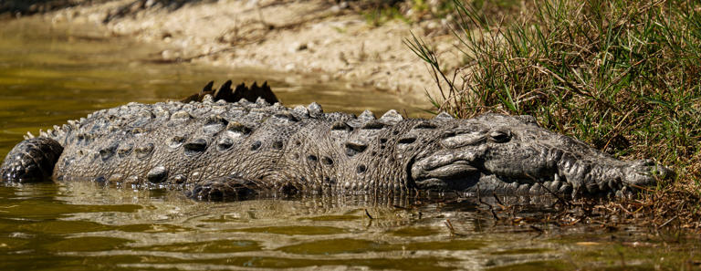 Florida golf course where rare crocodiles were recently spotted sold as ...