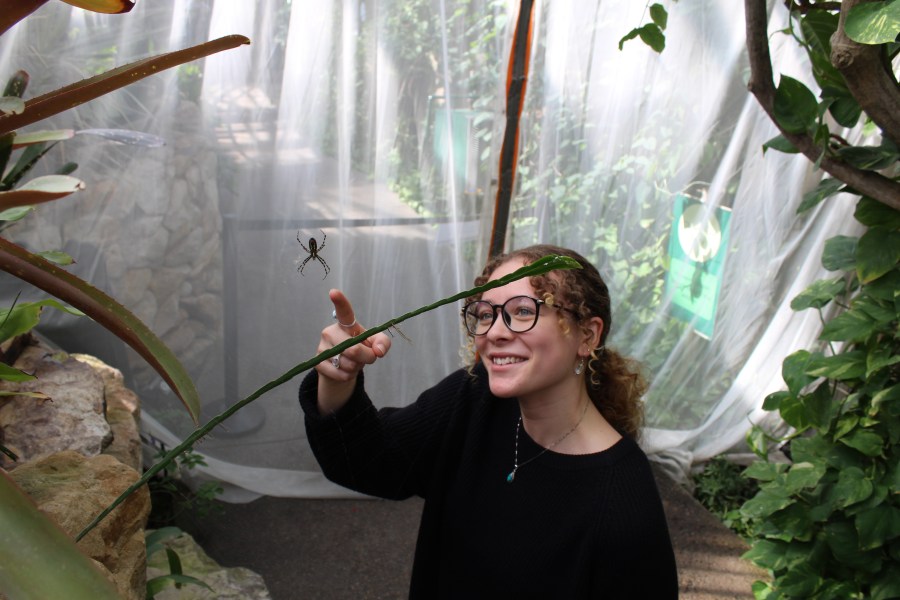 Explore spiders without glass, barriers at Westminster’s Butterfly Pavilion