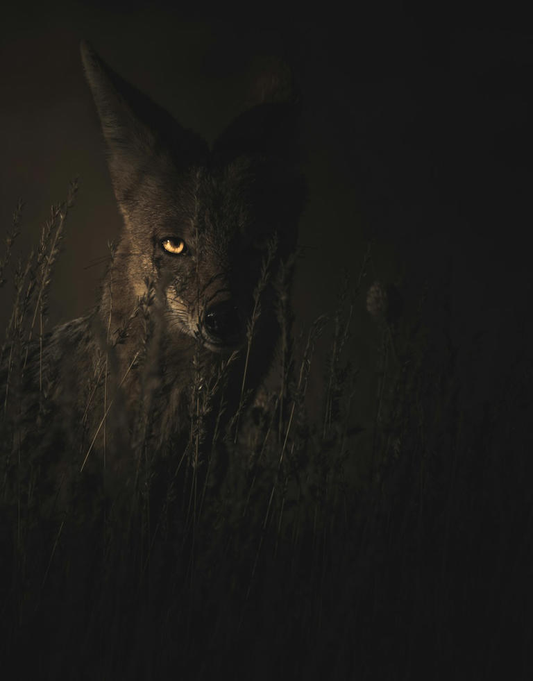 Clinical psychologists reveal 7 rare phobias that may be surprisingly ...