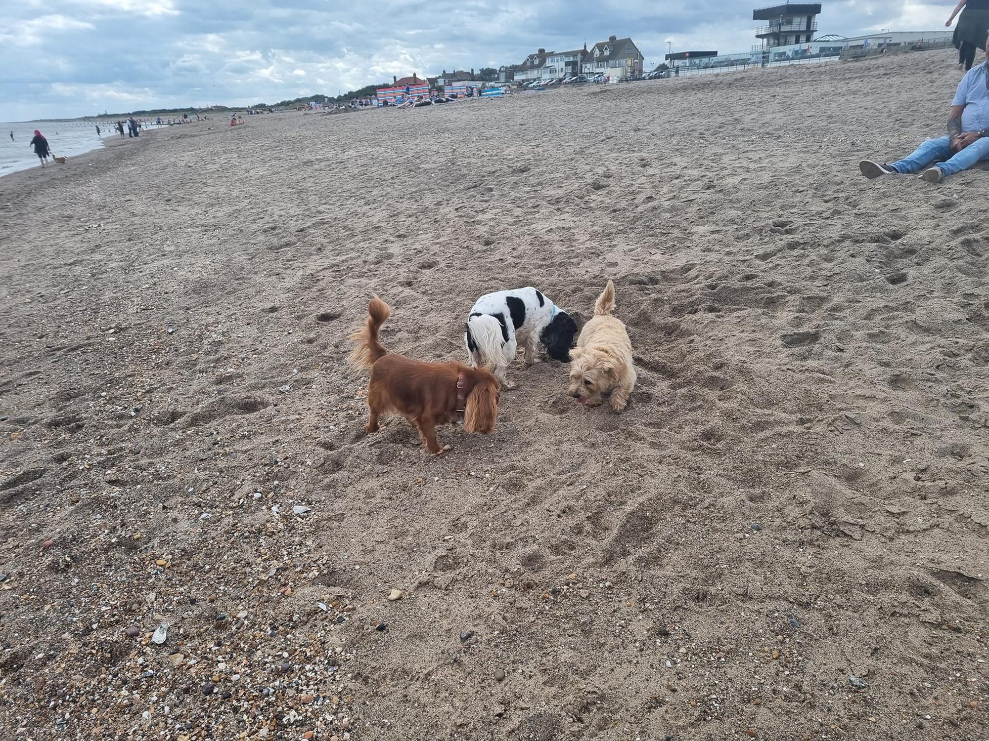 Seasonal dogs bans to lift on three East Lindsey beaches