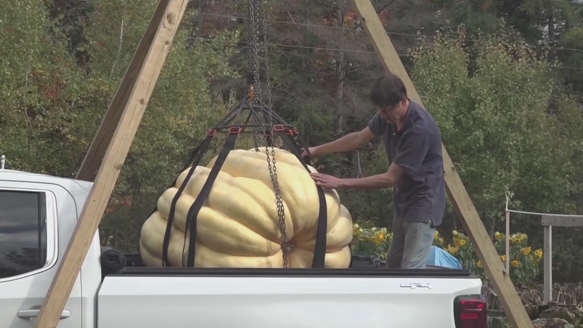 Virginia pumpkin farmer shares secrets to growing gigantic gourds