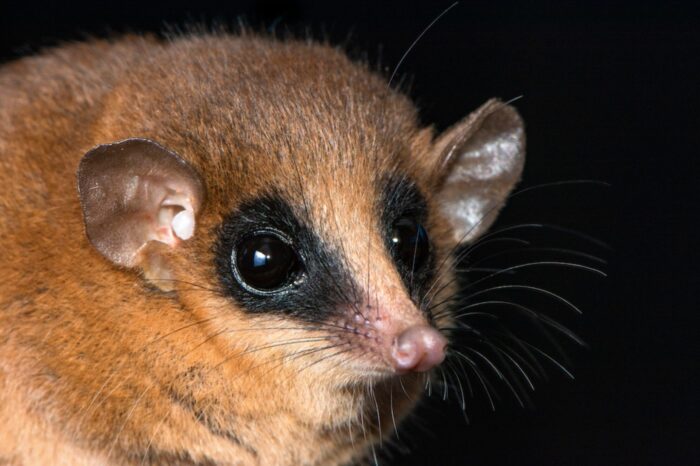 New, High-Altitude Marsupial Confirmed in Peru