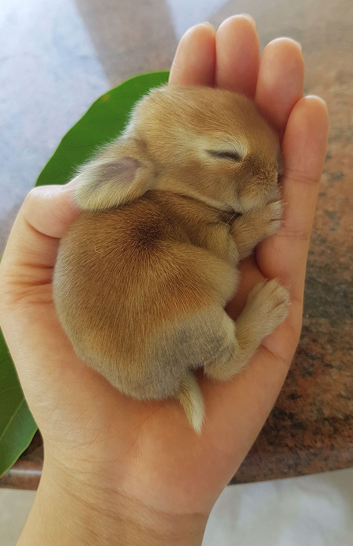 50 Bunnies Whose Cuteness Can’t Be Challenged