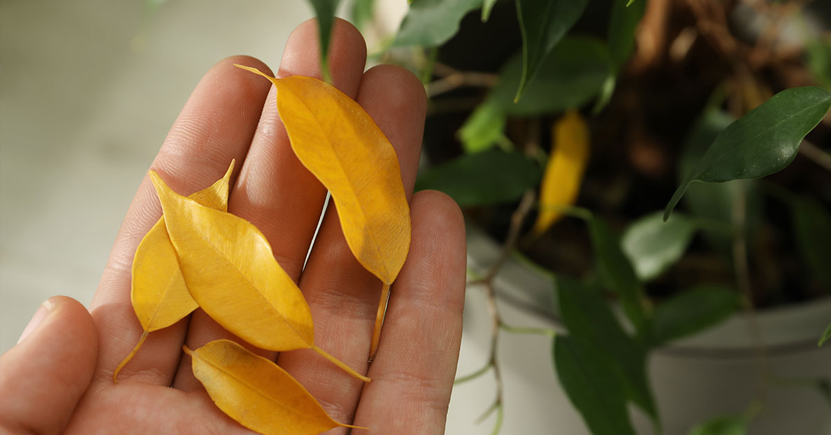 Why your houseplants seem to suddenly hate tap water