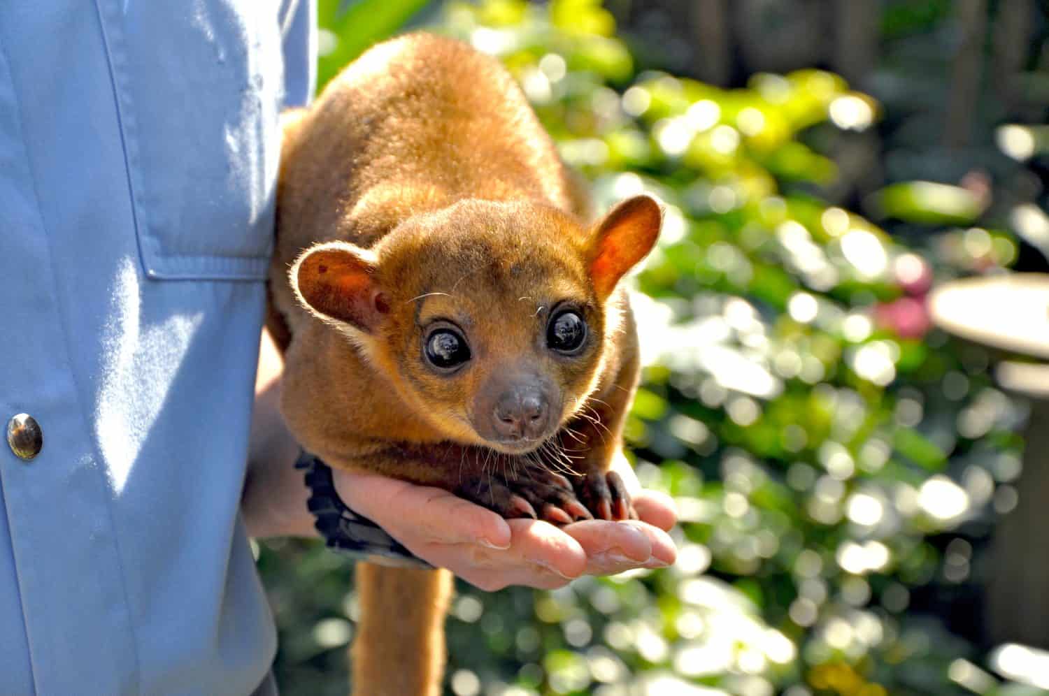 Exotic Pets of the Rich, the Famous, and the Delightfully Eccentric