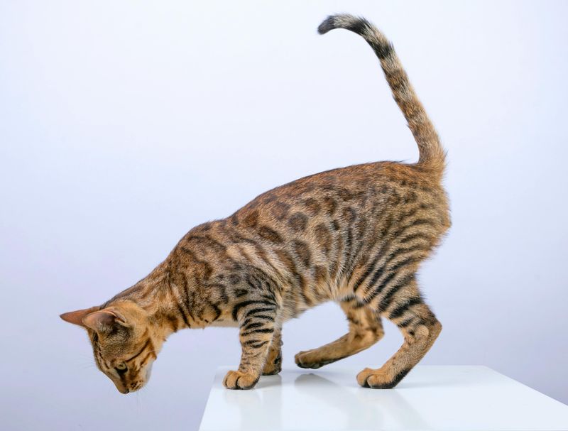 ‘Wild’ Cat Breeds That Make Great Pets
