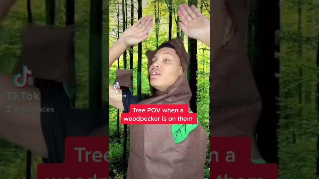 tree pov: woodpecker gives concussion & eats worm
