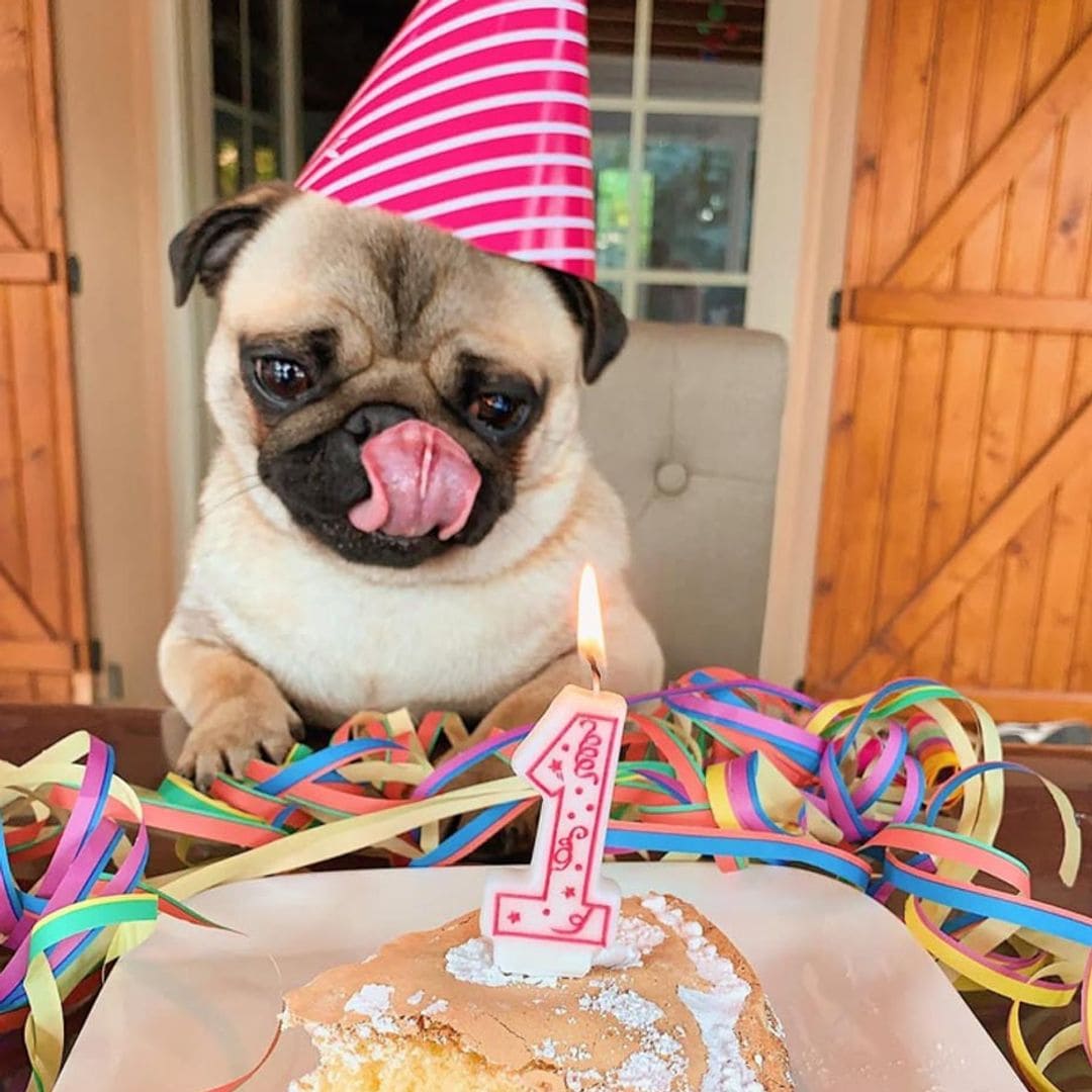 Conoce a Albert, el perrito más ansioso de internet que devora la ...