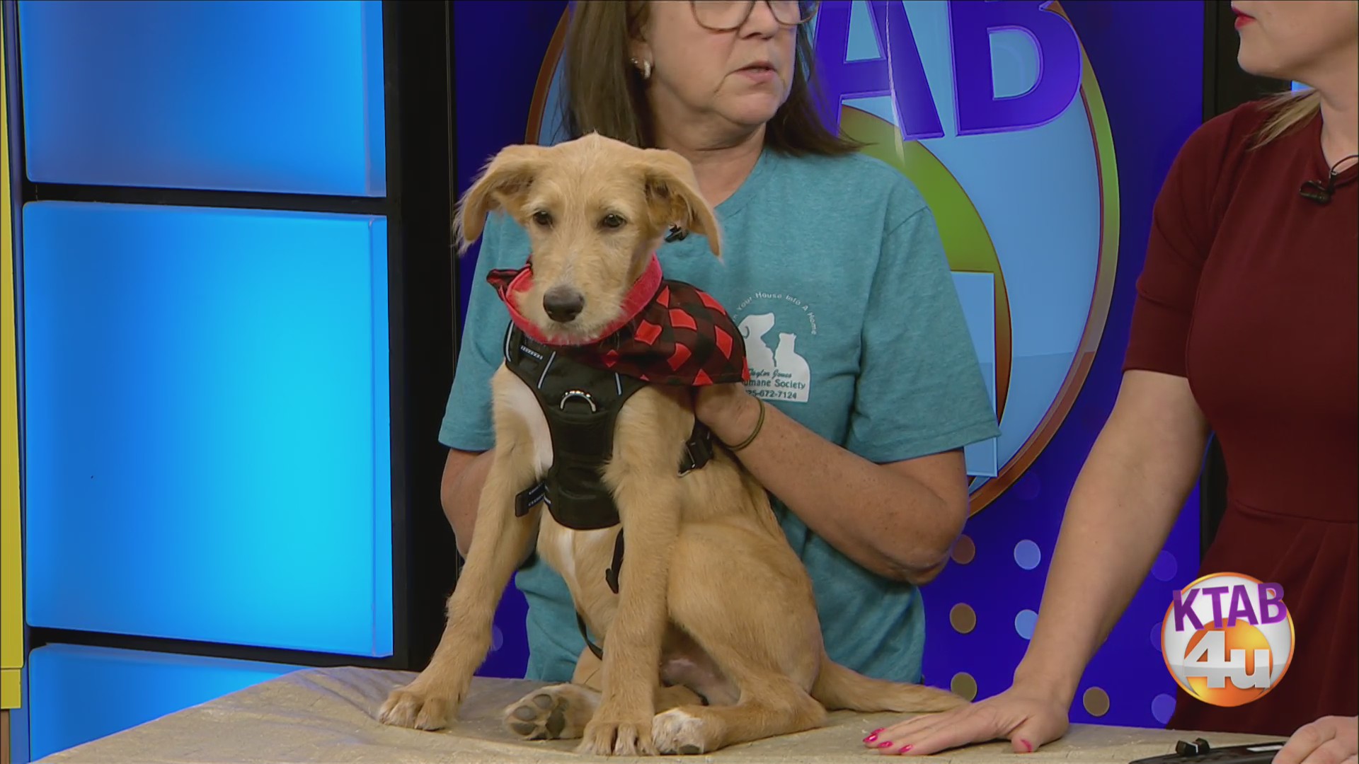 Mr. Potato needs a home