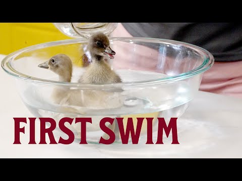 Day-old ducklings experience swimming for the very first time