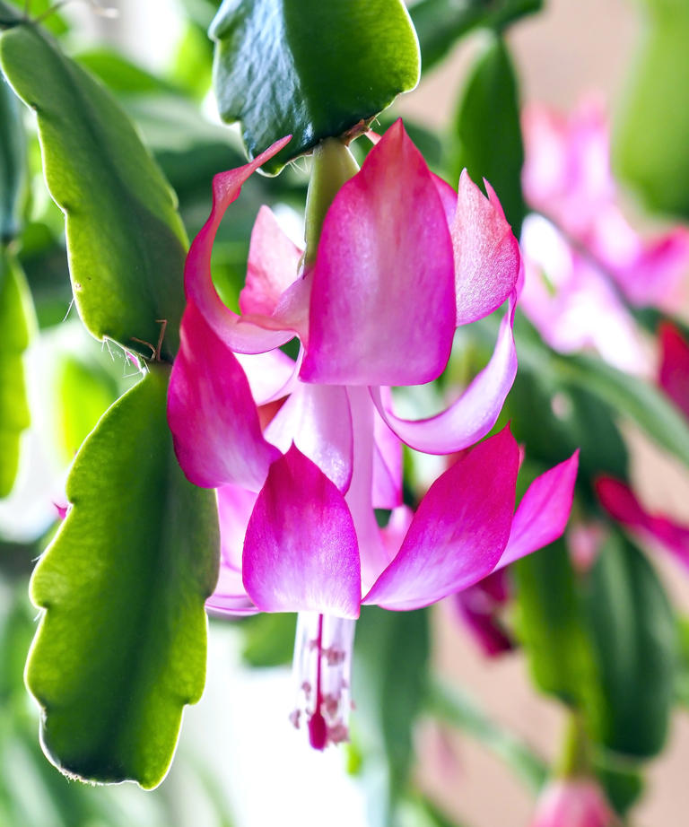 Christmas Cactus Light Requirements Explained: When to Put Plants in ...